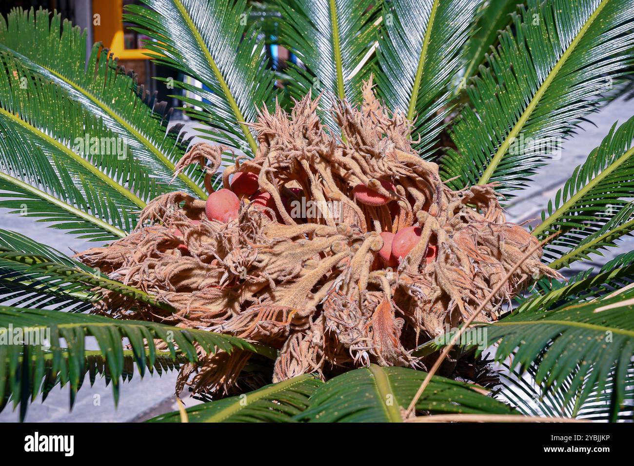 Close-up of a sago palm (Cycas revoluta), a species of gymnosperm in ...