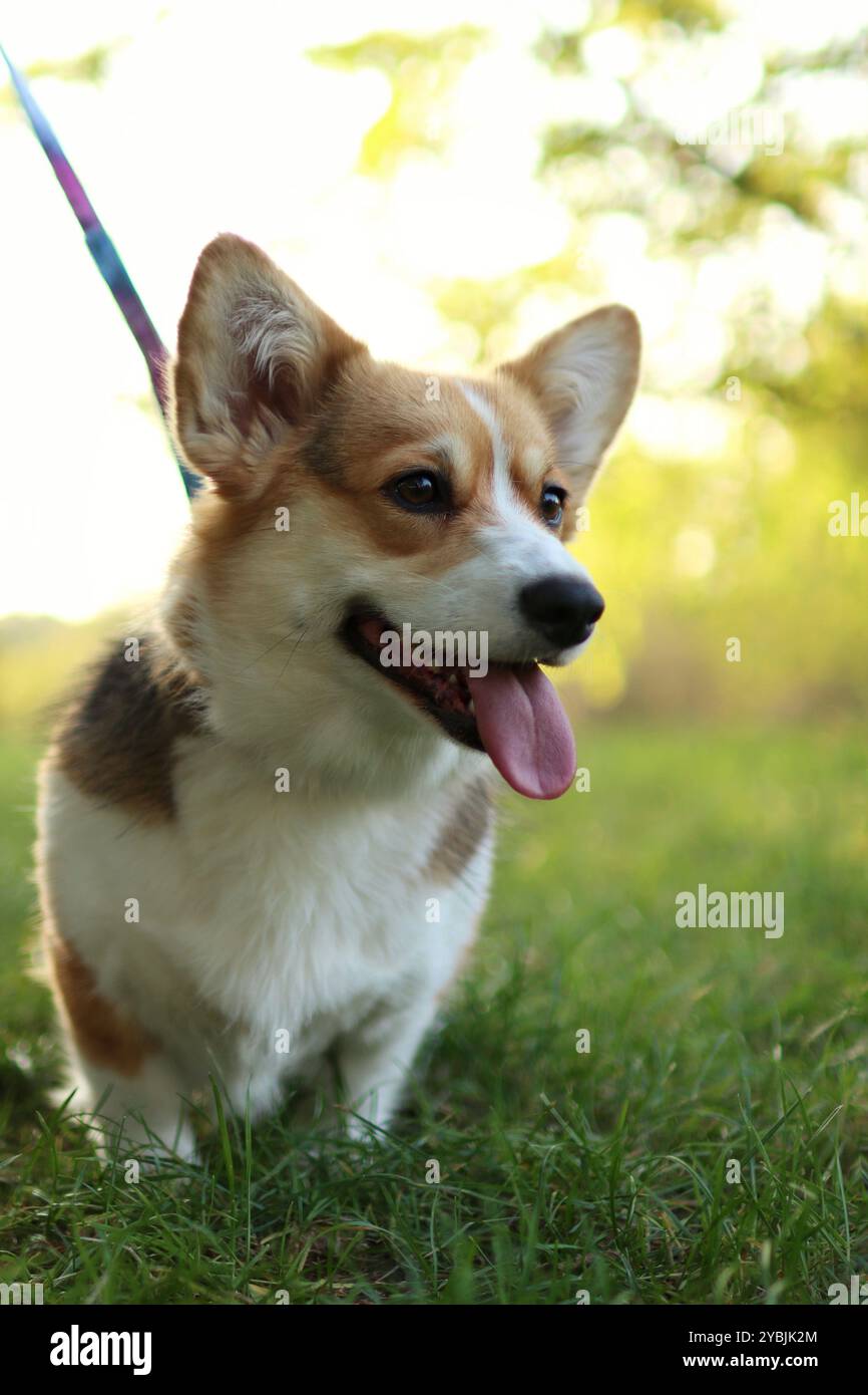 Cute dog welsh corgi breed hi-res stock photography and images - Alamy
