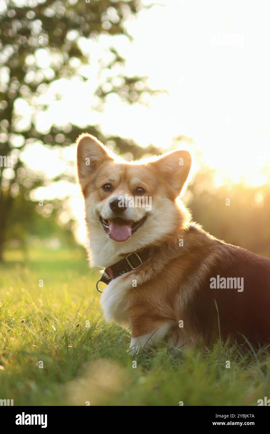 Welsh corgi dog in grass hi-res stock photography and images - Alamy