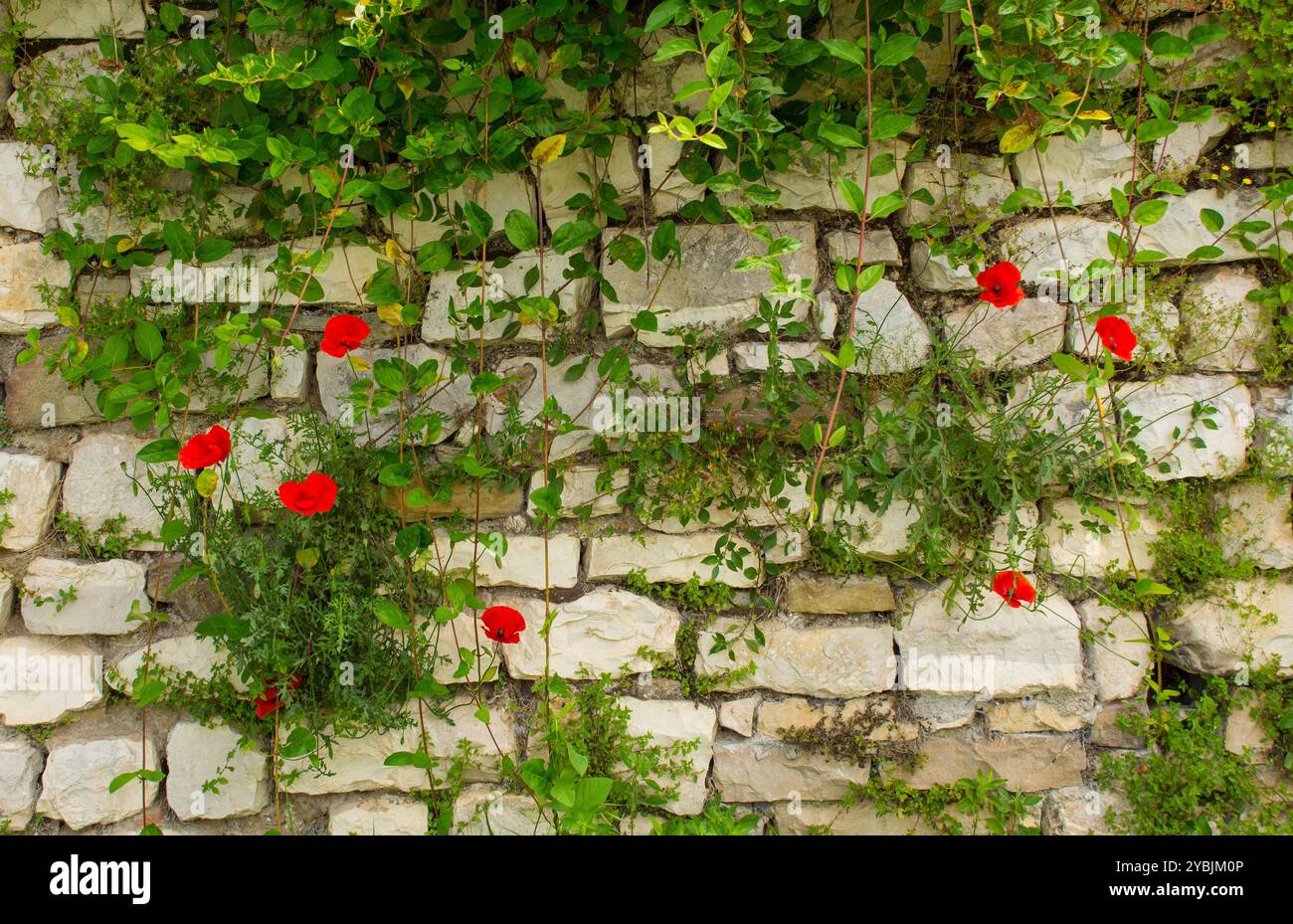 Poppies growing out of the walls of the 13th century Berat Castle ...