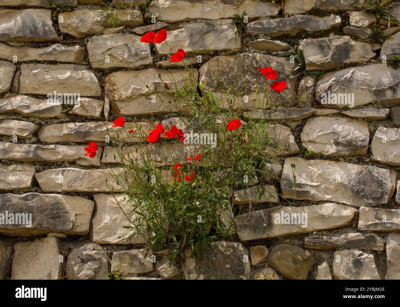 Poppies growing out of the walls of the 13th century Berat Castle ...