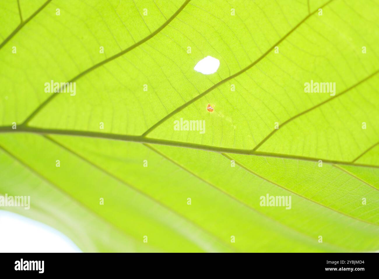 Teak leaves - Close up detail of teak leaves, Fresh teak leaves on the ...