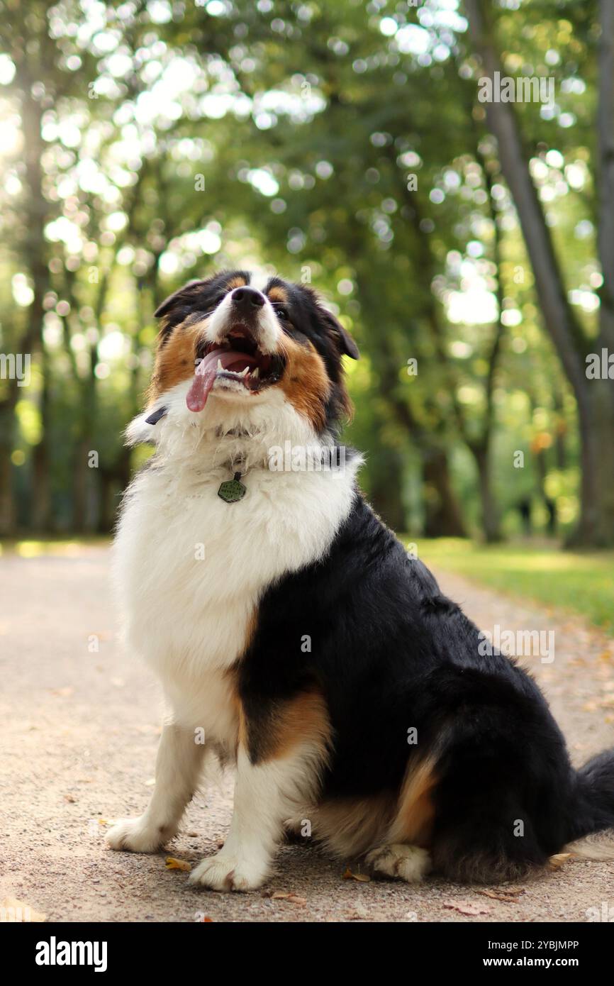 Australian shepherd in forest hi-res stock photography and images - Alamy