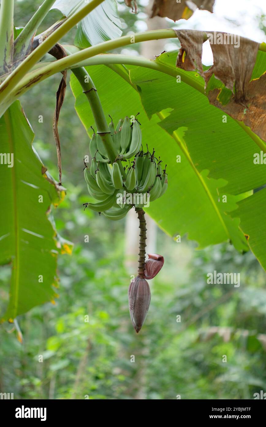 Banana flower - The teardrop-shaped purple flower at the end of the ...