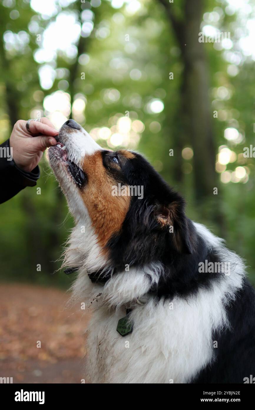 portrait of Australian shepherd in forest at sunset Stock Photo - Alamy