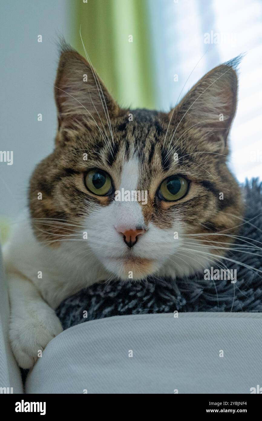 Tabby and white cat called Coco looking at the camera as she lies on hr bed, whit a soft focus ...