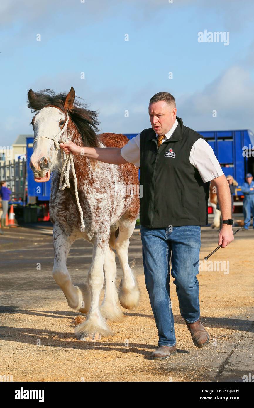 Ayr, UK. 19th Oct, 2024. Kilmarnock Clydesdale Foal Annual Show took ...
