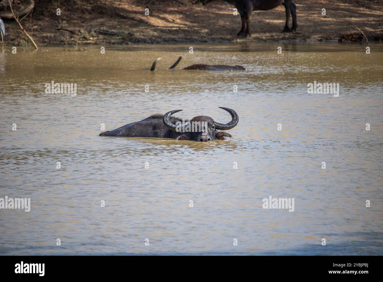 The oldest nature reserve in the morning at sunrise. Pure nature in the ...