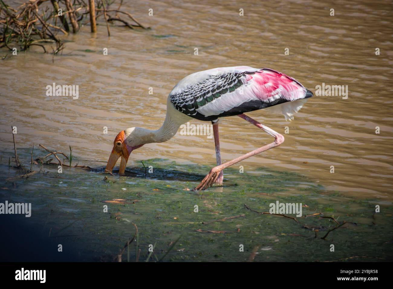 The oldest nature reserve in the morning at sunrise. Pure nature in the ...
