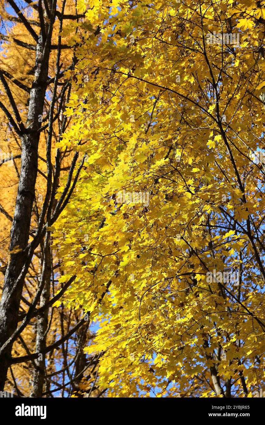 Beautiful bright yellow autumn trees Stock Photo - Alamy