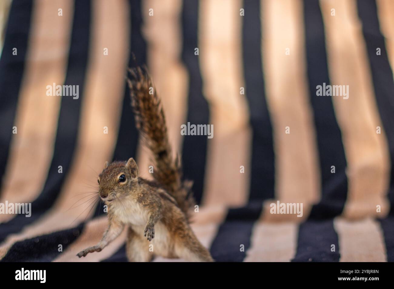 Chipmunks on the beach. Animals in Induruwa, Bentota Beach, Sri Lanka ...
