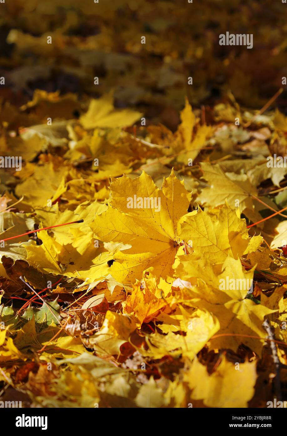 Beautiful bright fall foliage of maple tree Stock Photo - Alamy