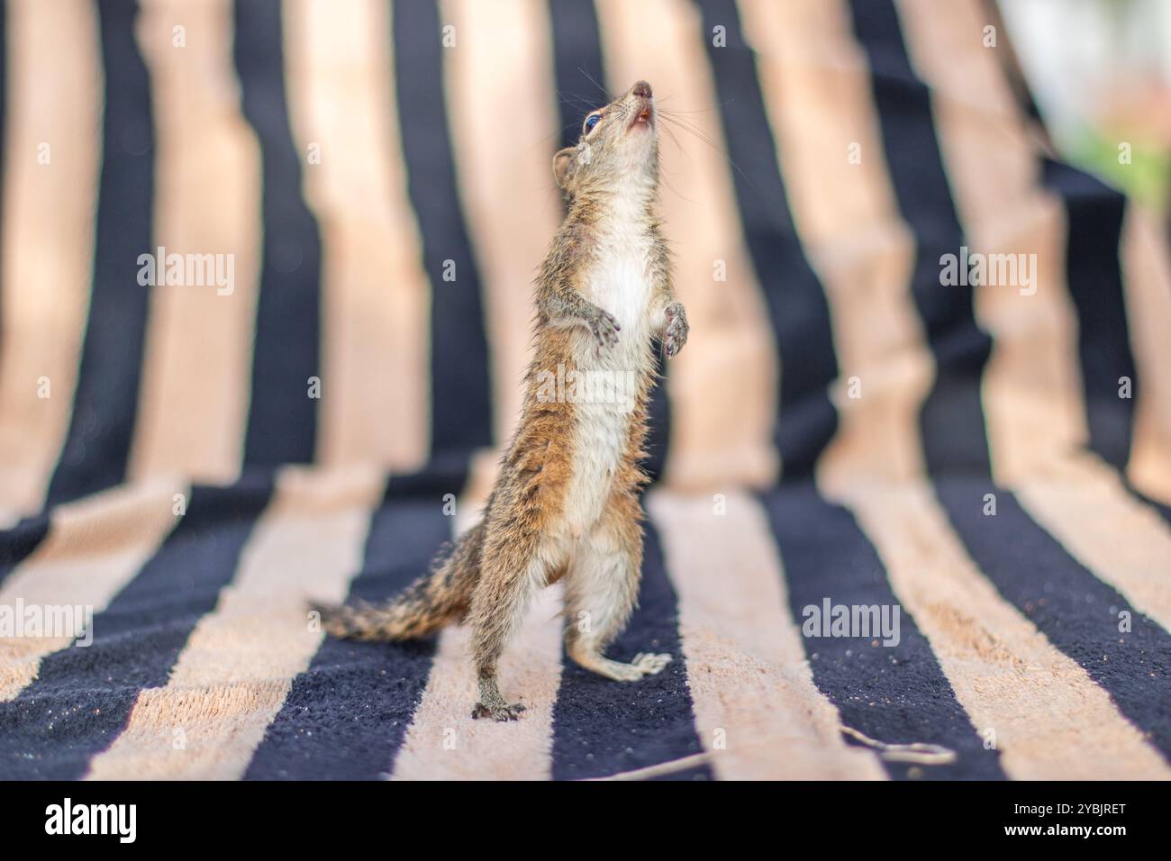 Chipmunks on the beach. Animals in Induruwa, Bentota Beach, Sri Lanka ...