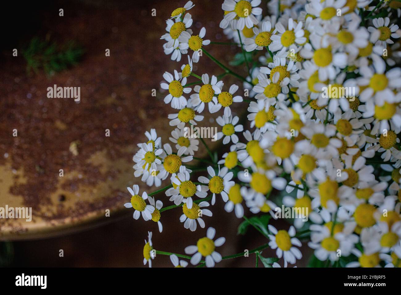 Aromatic plants, chamomile hi-res stock photography and images - Alamy