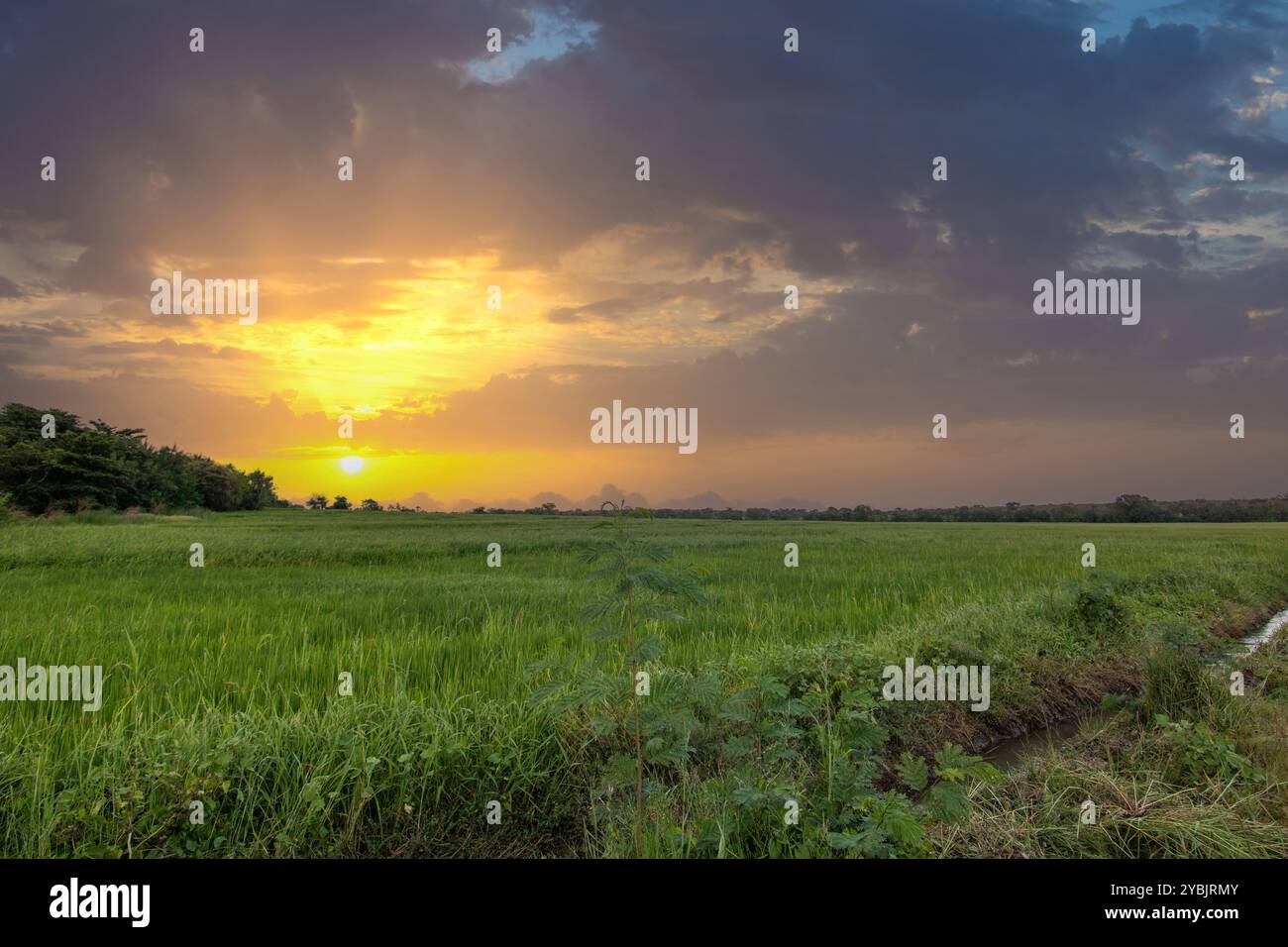 Landscape of the fertile highlands in a subtropical climate. Jungle ...
