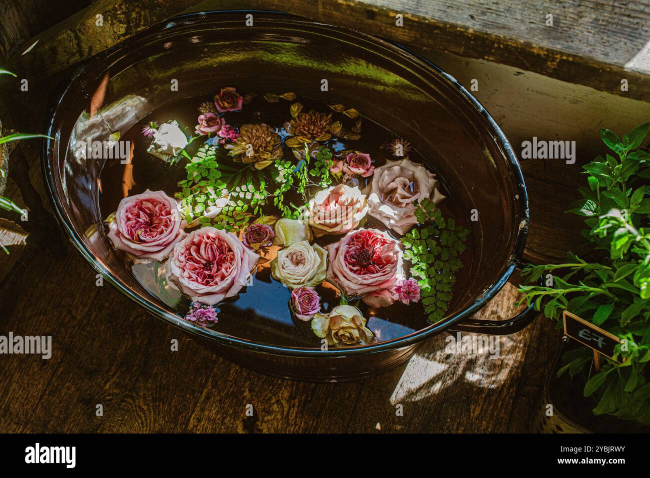 rose flowers floating in a water tub display Stock Photo - Alamy