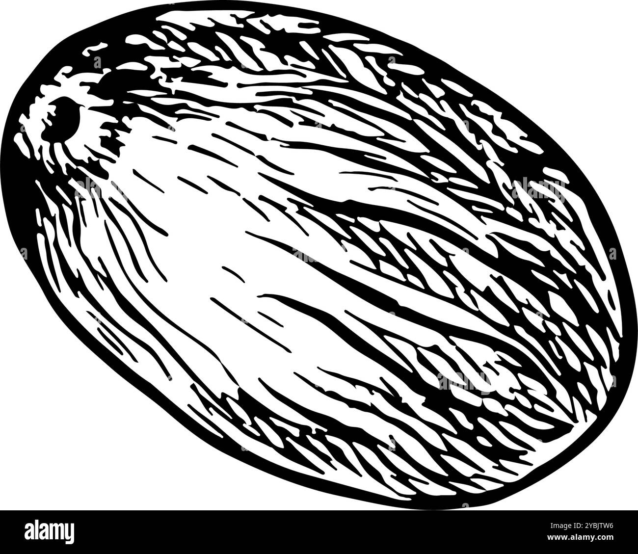 Nutmeg. Vector graphics of fragrant spices. A black and white hand ...