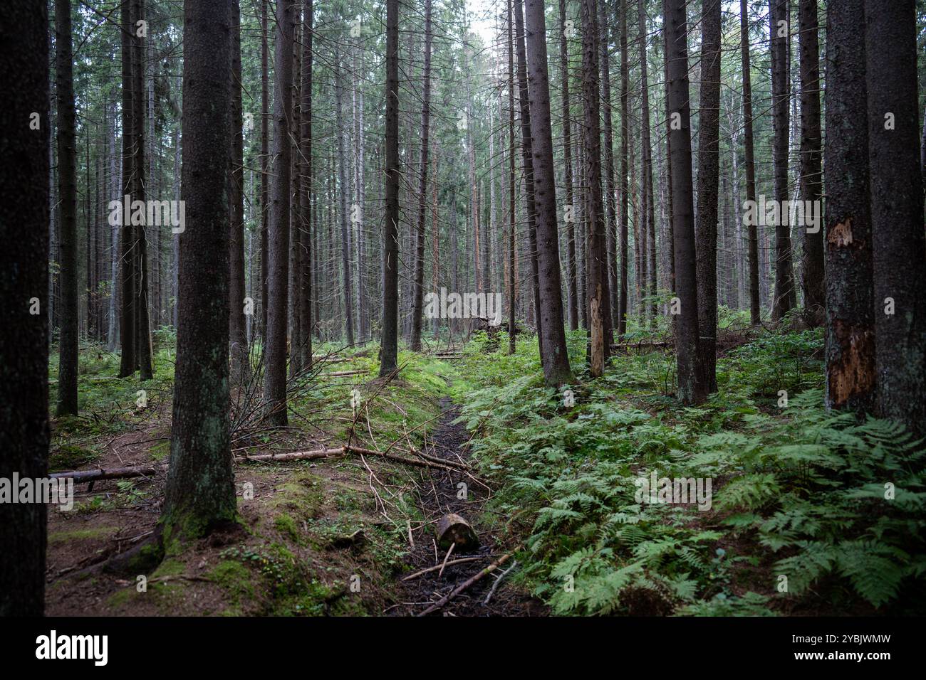 Misty day in dark coniferous forest, thicket among trees with clear sky ...