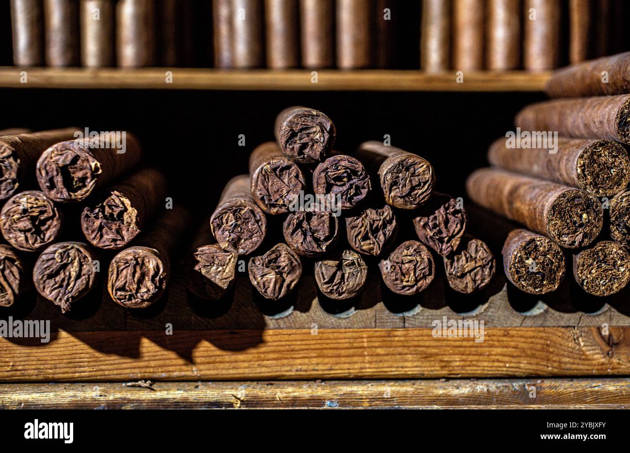 Cuban cigars in the humidor room with constant humidity and temperature ...