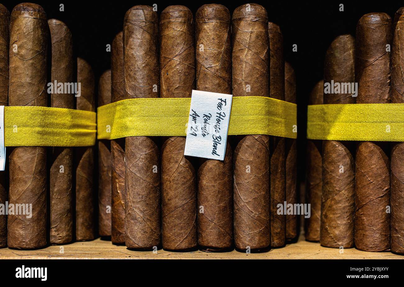 Bundles of cigars in the humidor room with constant humidity and ...