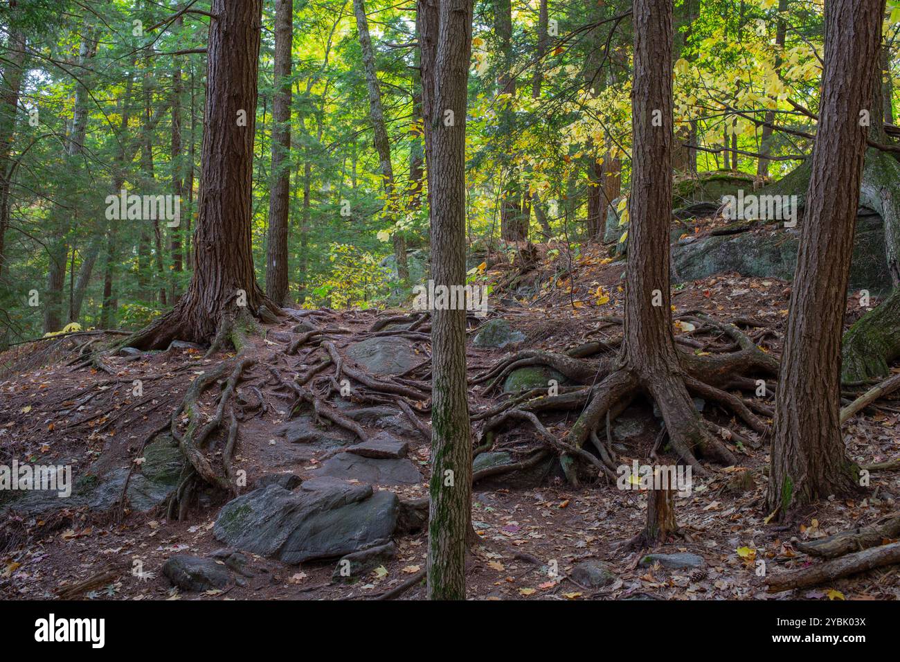 Trees with exposed roots in autumn forest Stock Photo - Alamy