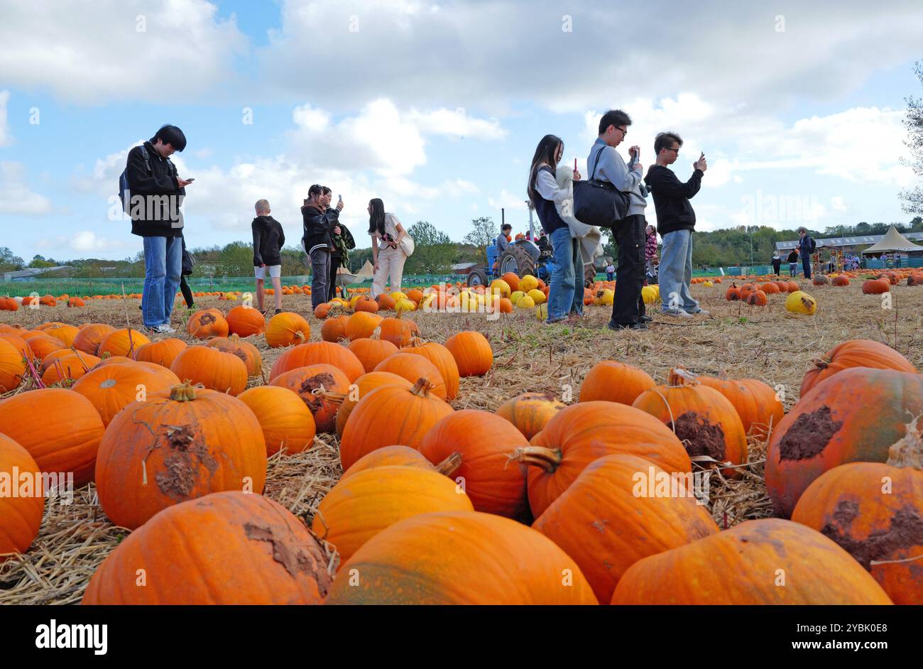 Topsham, Devon, UK. 19 October 2024. Visitors finding the pumpkins ...