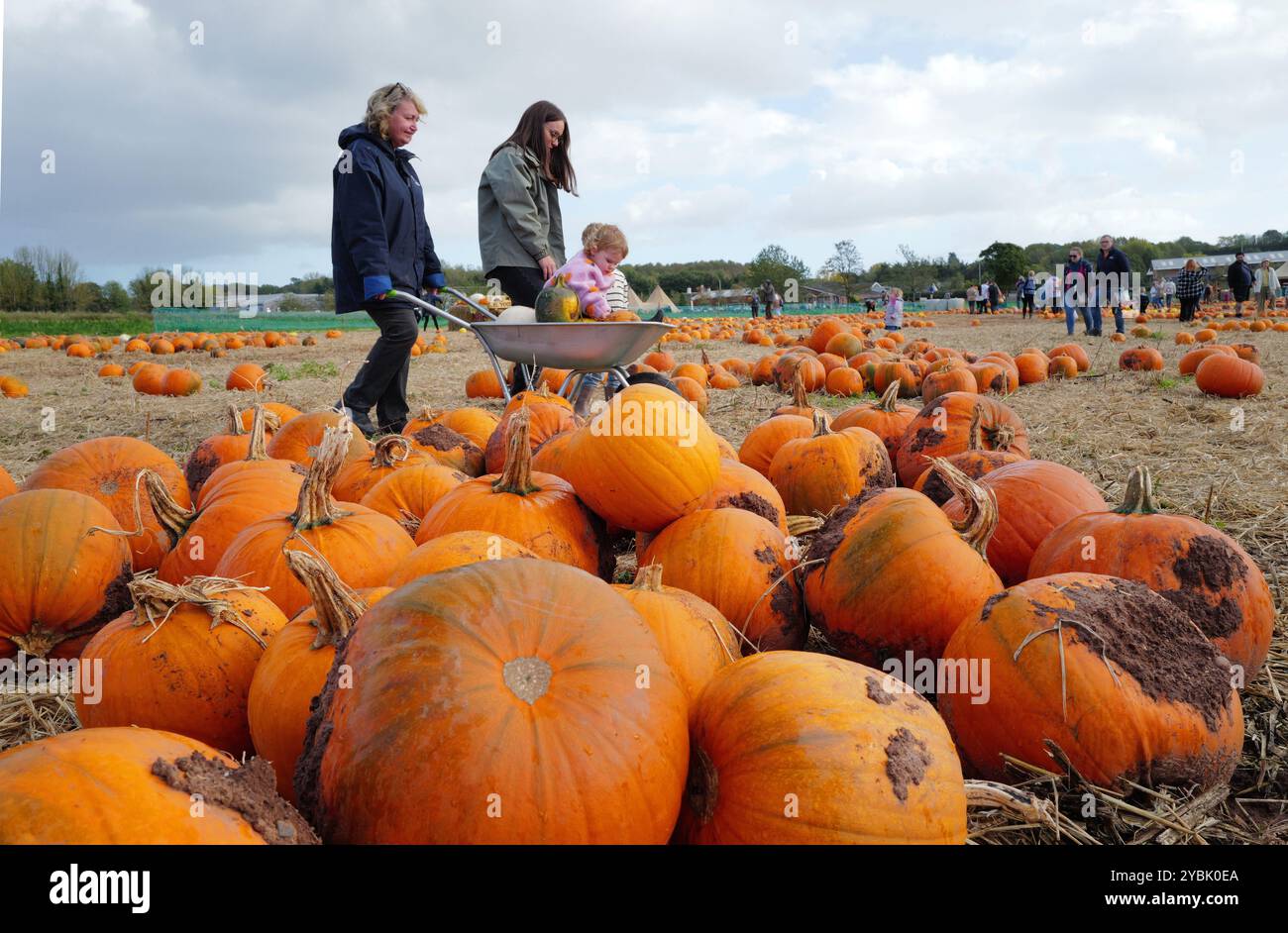 Topsham, Devon, UK. 19 October 2024. Visitors picking pumpkins by the barrowload at the pumpkin ...