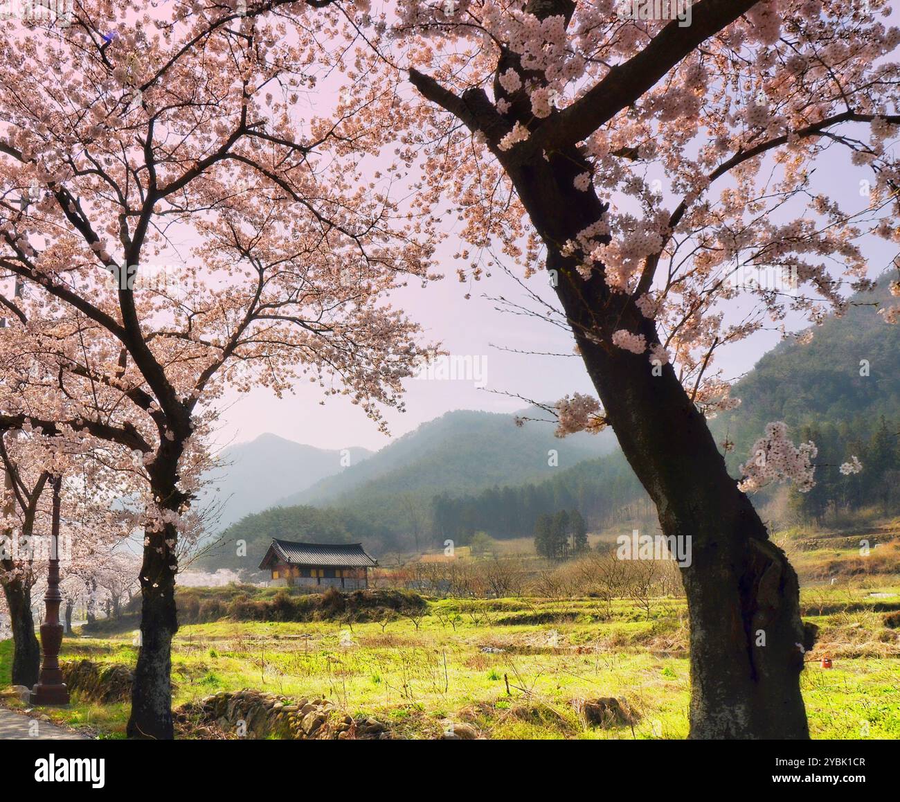 Korean cherry tree hi-res stock photography and images - Alamy