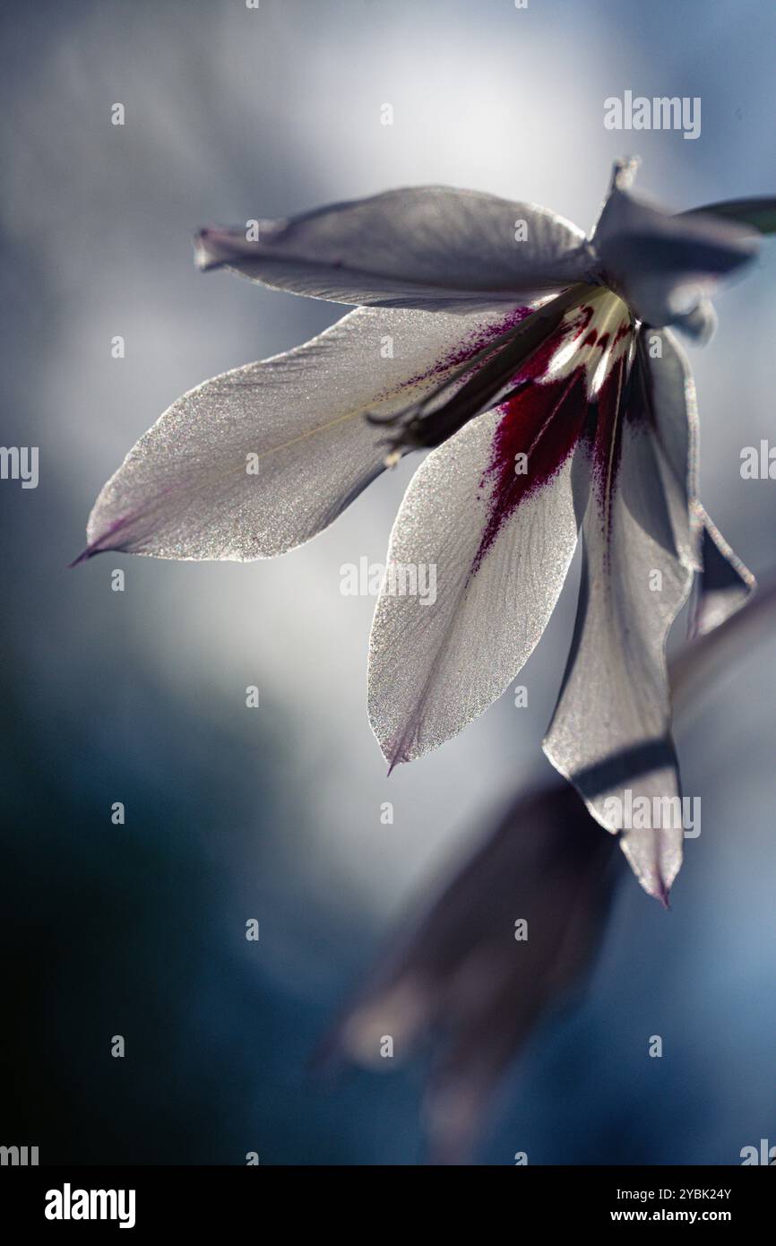 Abyssinia flower hi-res stock photography and images - Alamy