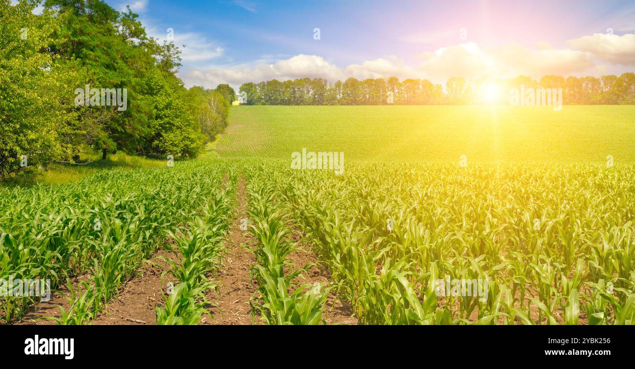 Corn field forest hi-res stock photography and images - Alamy