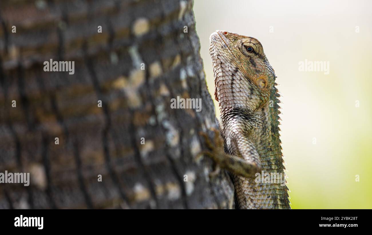 Common lizard hanging hi-res stock photography and images - Alamy