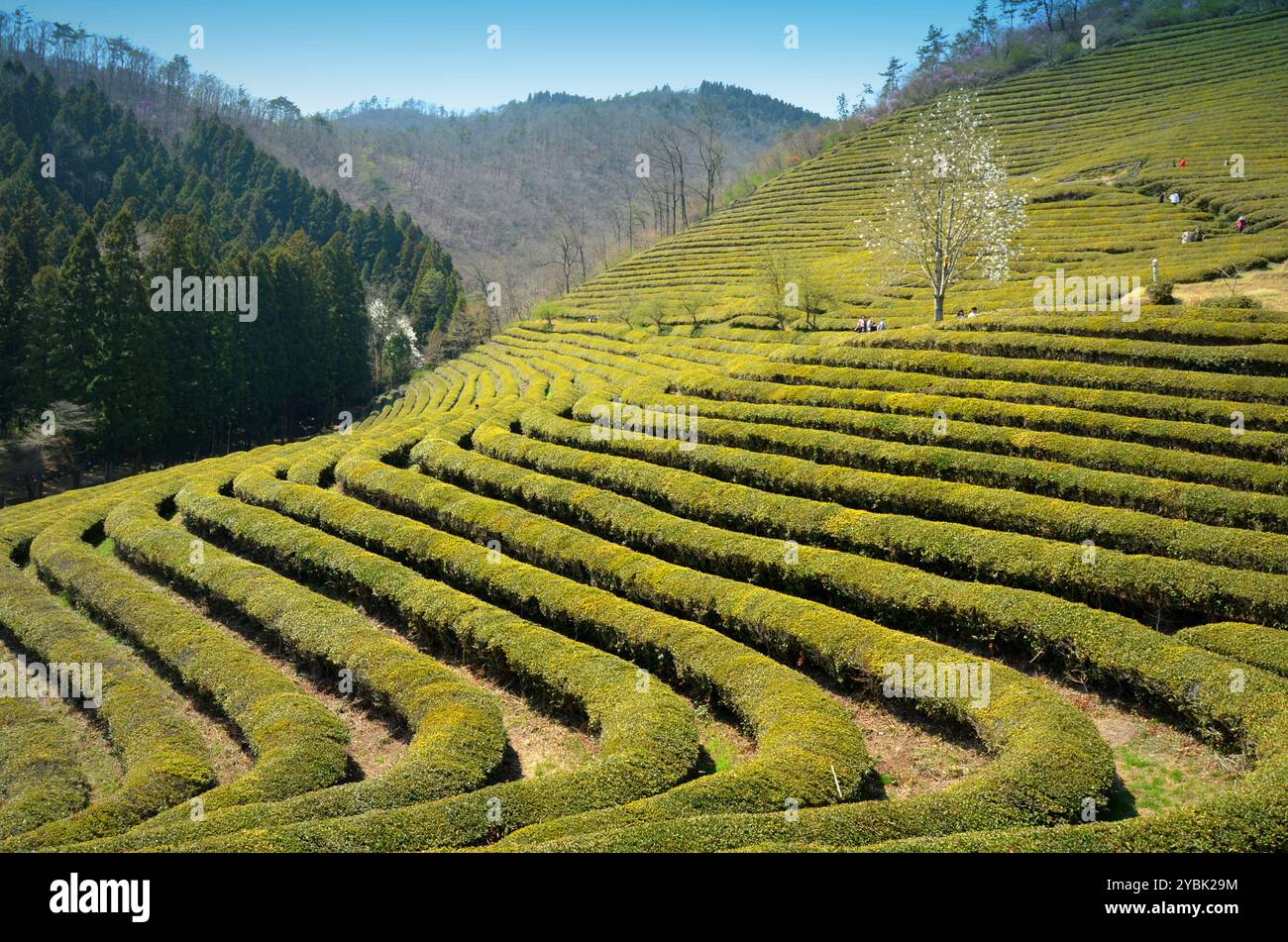 Boseong is a county in South Jeolla Province, South Korea. Boseong is ...
