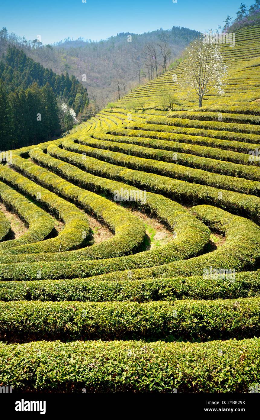 Boseong is a county in South Jeolla Province, South Korea. Boseong is ...