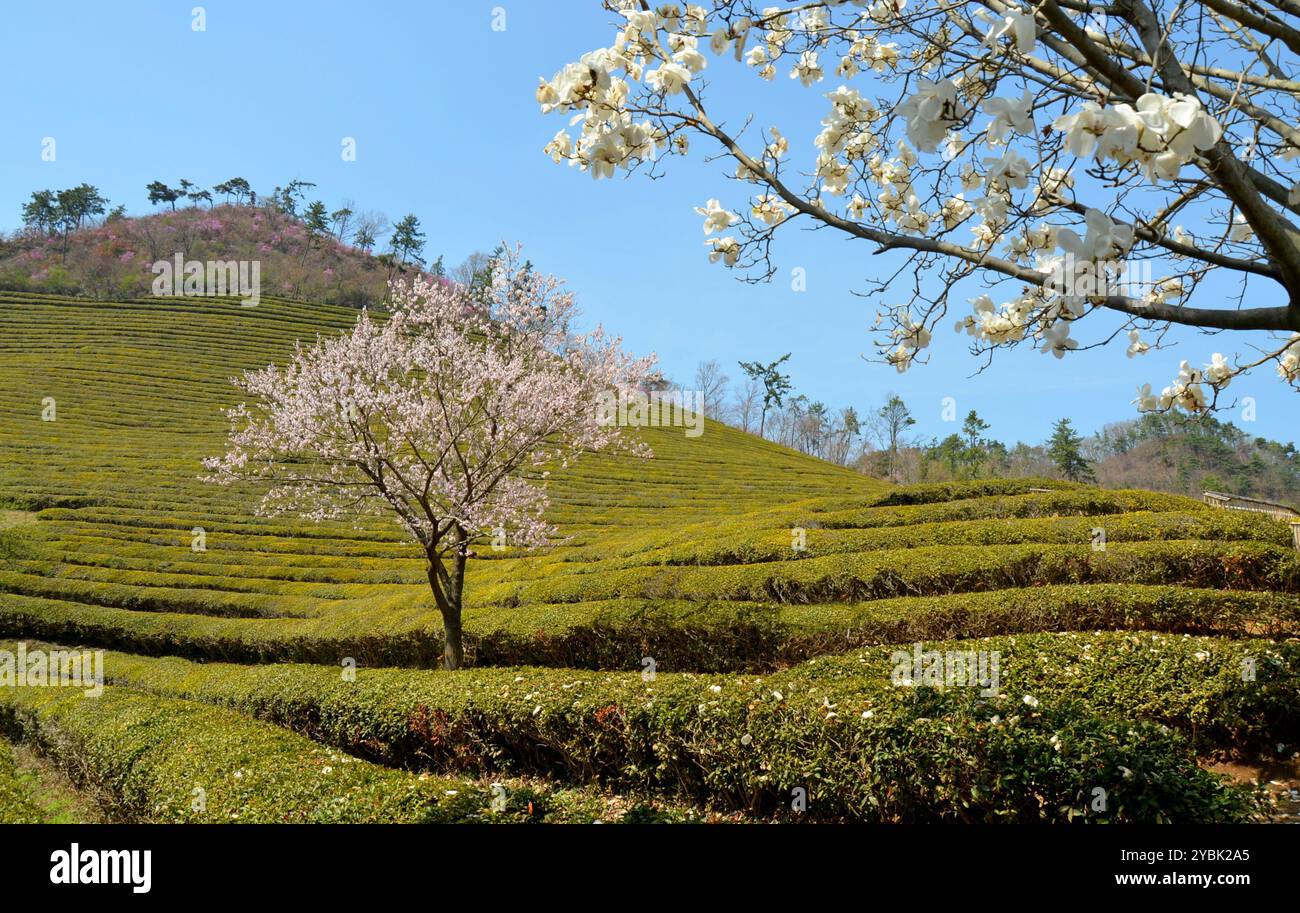 Boseong is a county in South Jeolla Province, South Korea. Boseong is ...