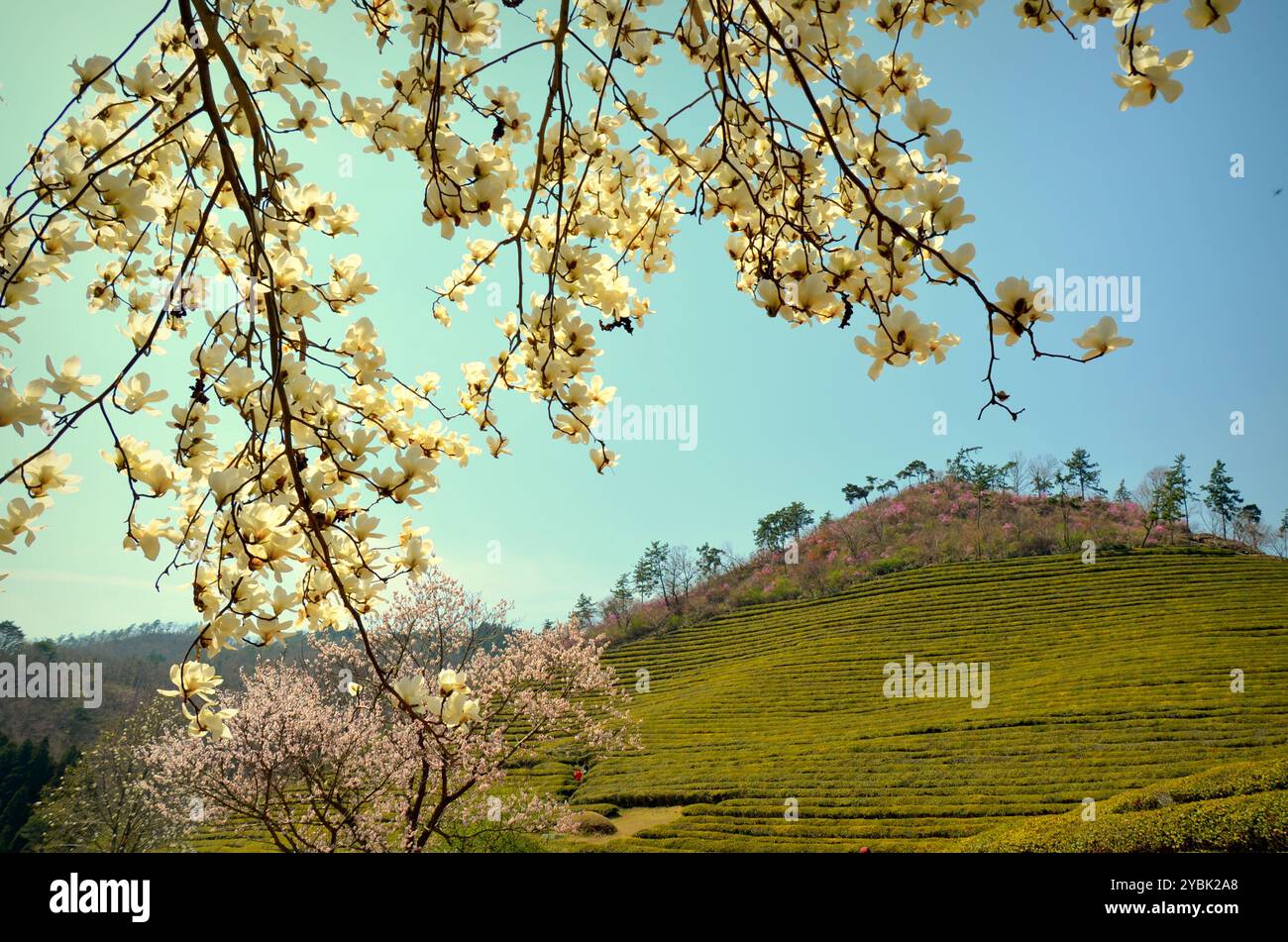 Boseong is a county in South Jeolla Province, South Korea. Boseong is ...