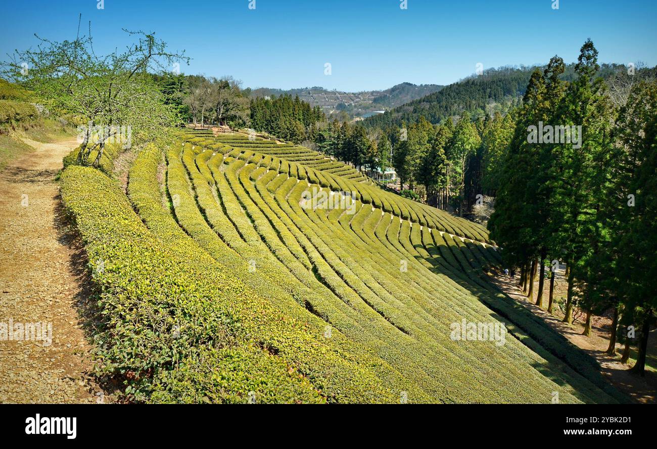 Boseong is a county in South Jeolla Province, South Korea. Boseong is ...