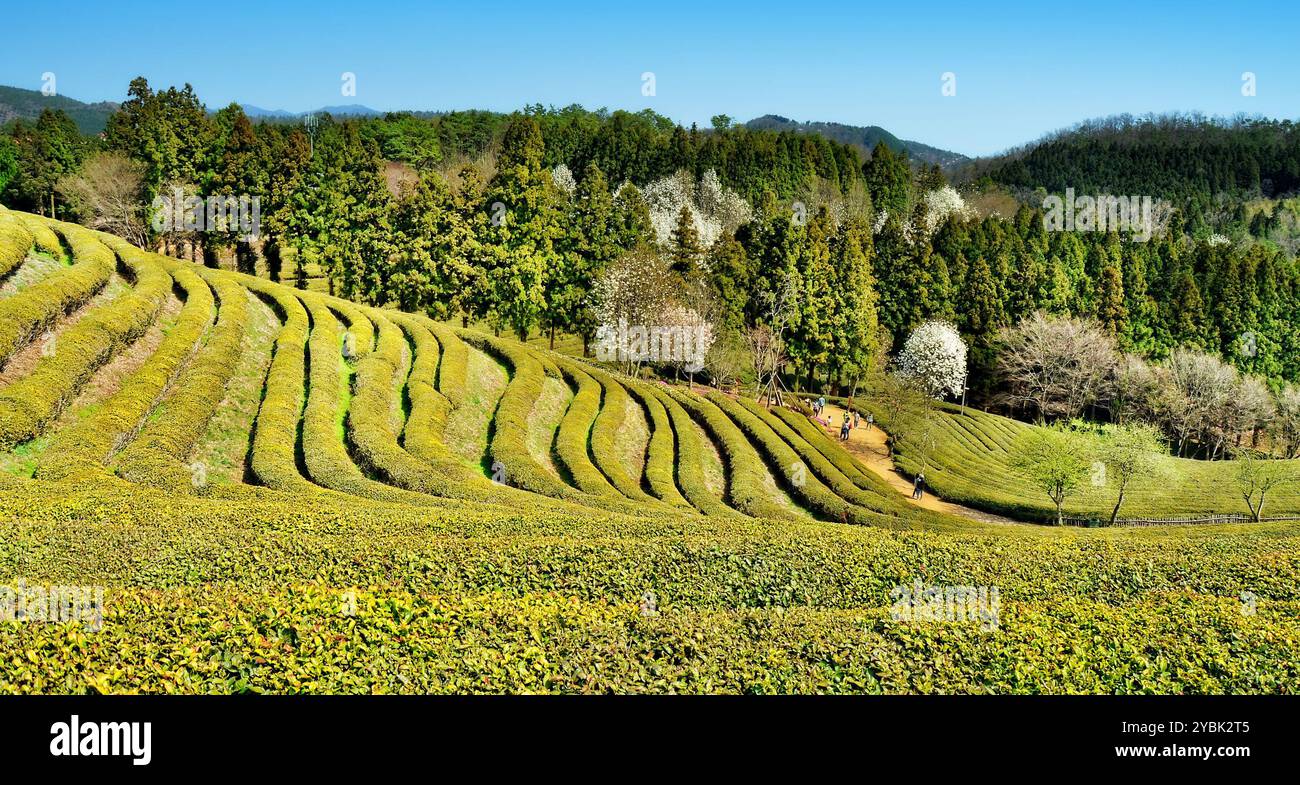 Boseong is a county in South Jeolla Province, South Korea. Boseong is ...
