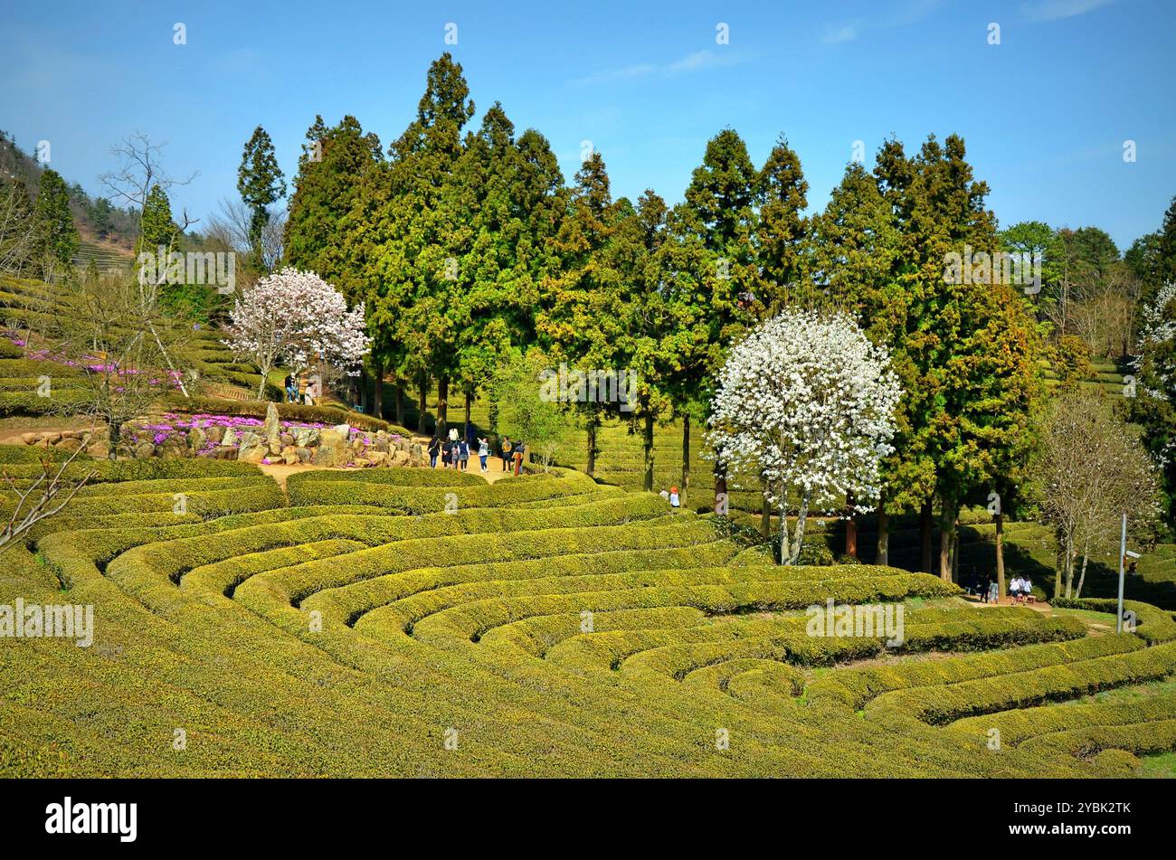 Boseong is a county in South Jeolla Province, South Korea. Boseong is ...