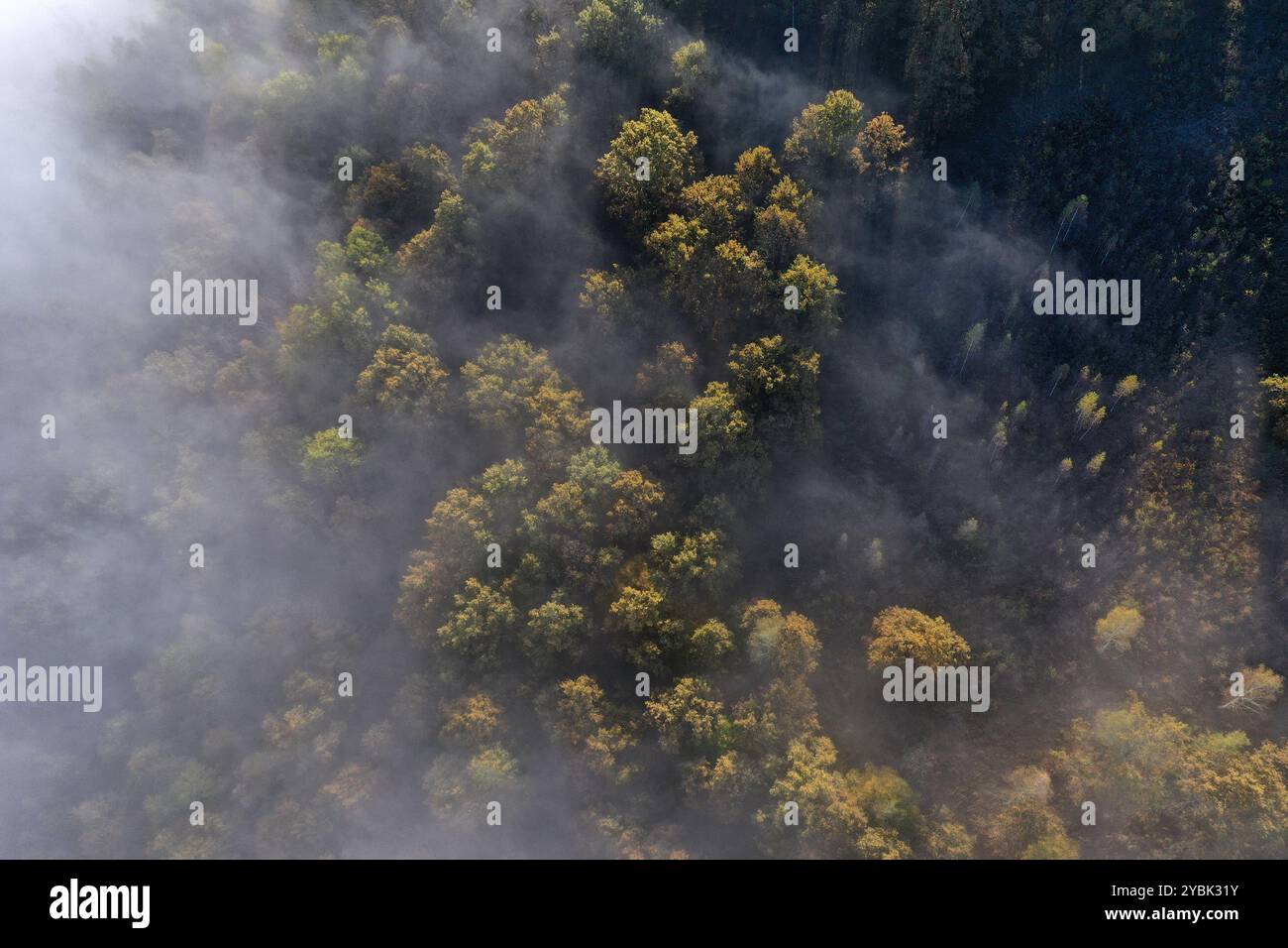Aerial treetop tree canopy hi-res stock photography and images - Alamy