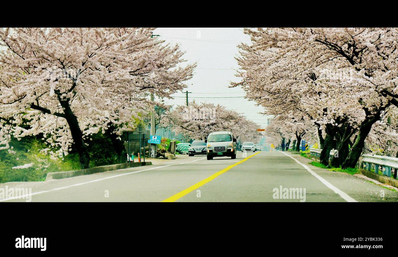 Cherry blossoms on the side of a road at Namhae island, South Korea ...
