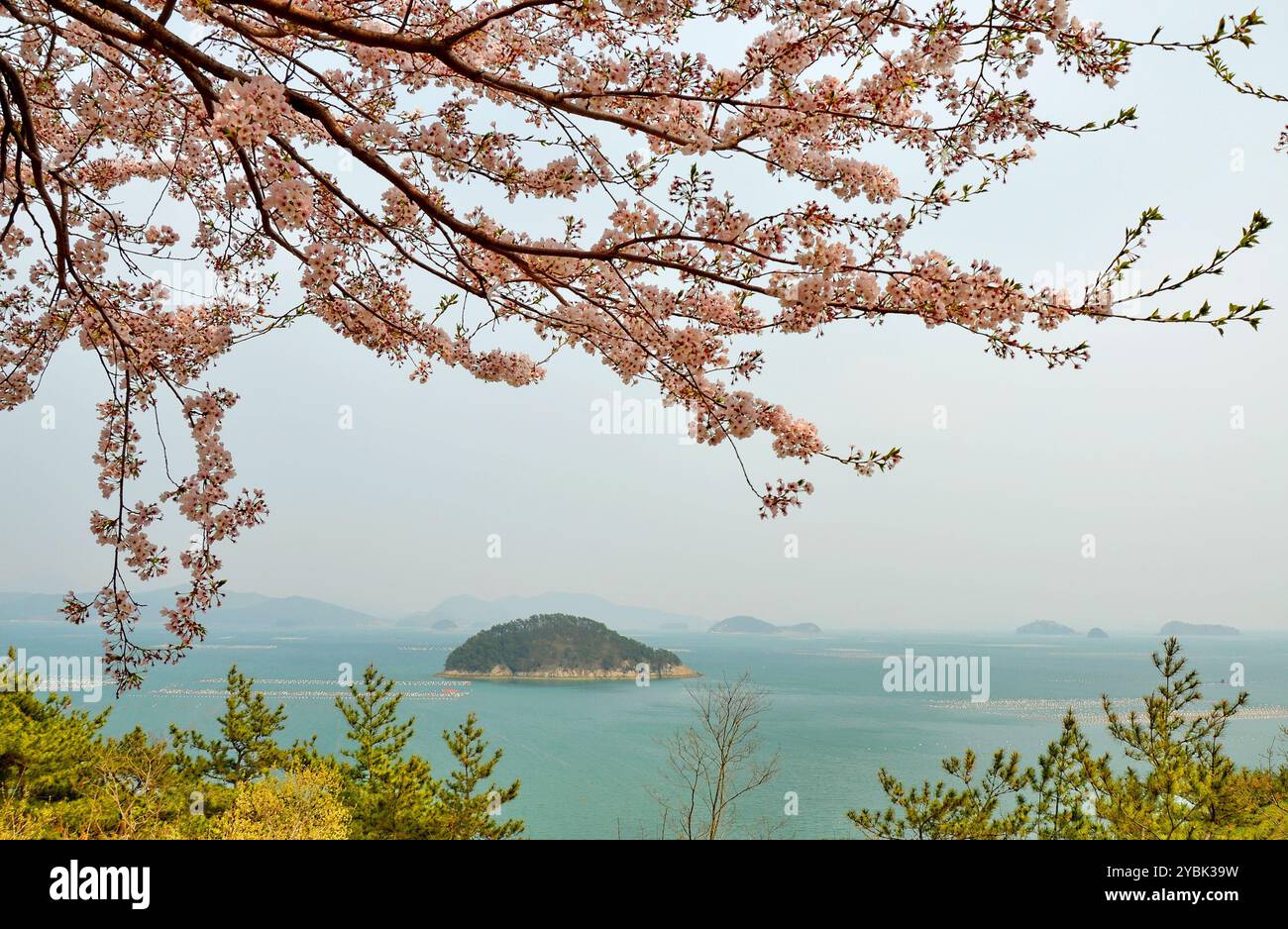Cherry blossom tree and seascape in Goseong County (Goseong-gun), South ...