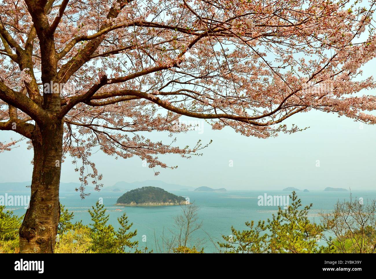 Cherry blossom tree and seascape in Goseong County (Goseong-gun), South ...