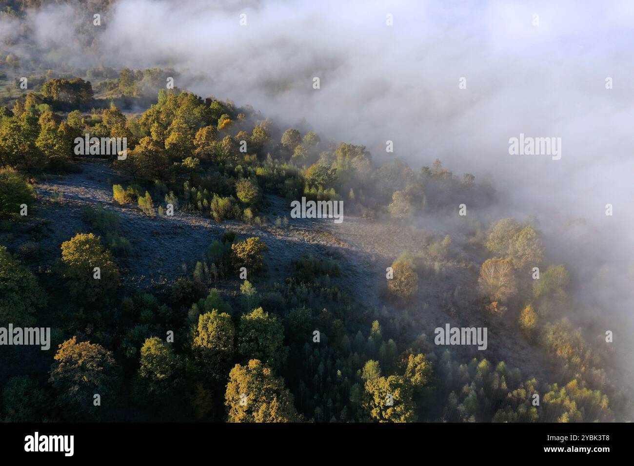 Aerial view dense canopy trees hi-res stock photography and images - Alamy