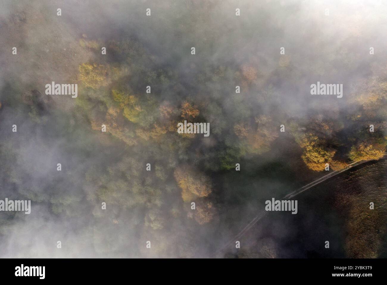Aerial top down view of autumn misty forest canopy by drone Stock Photo ...