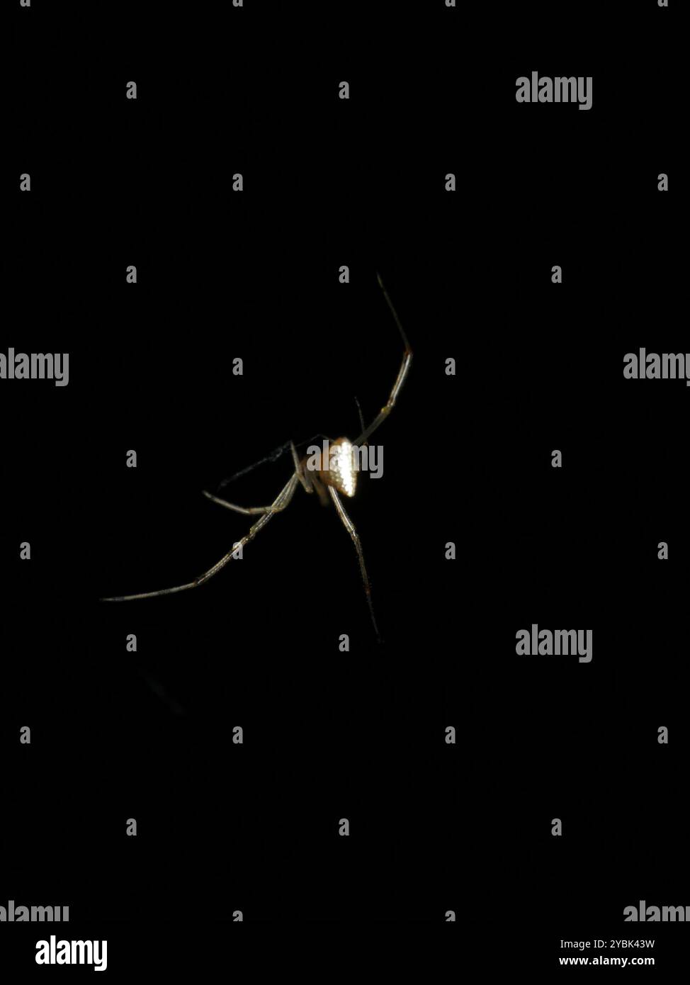 Mirror-ball Spiders (Thwaitesia) Arachnida Stock Photo - Alamy