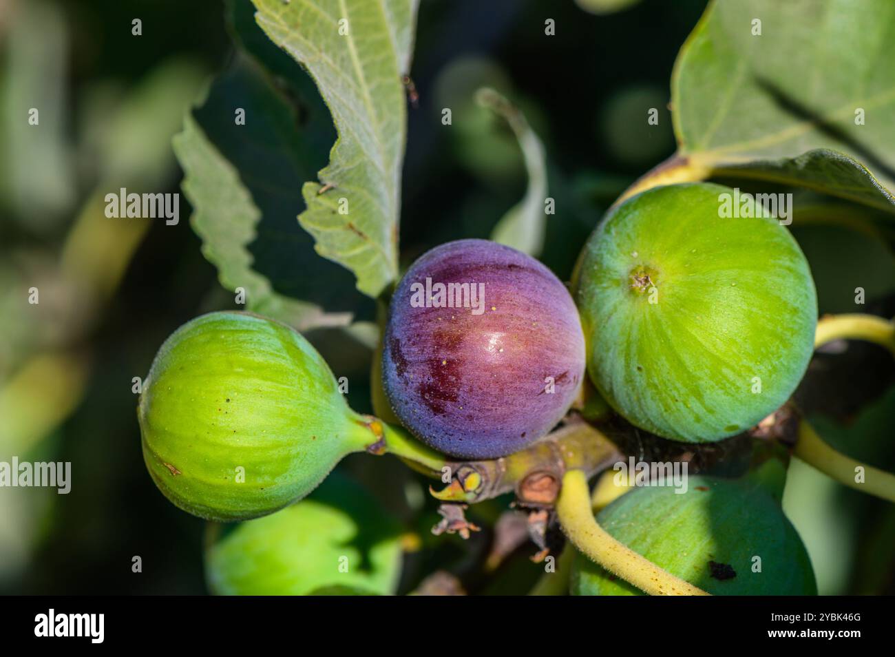 Cluster of fig leaves on a branch of a fig hi-res stock photography and ...