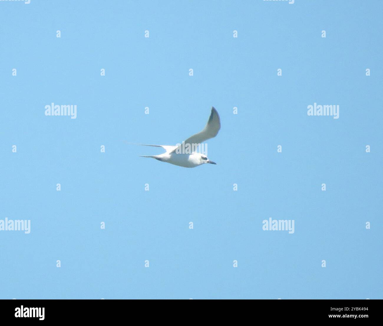 Sterna trudeaui hi-res stock photography and images - Alamy