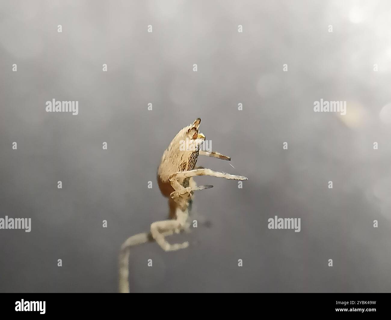 Walckenaer's Feather-legged Spider (Uloborus walckenaerius) Arachnida ...