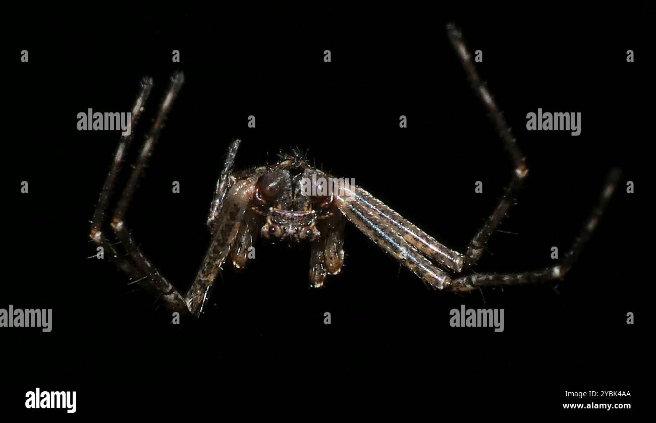 Octopus Spiders (Tmarus) Arachnida Stock Photo - Alamy