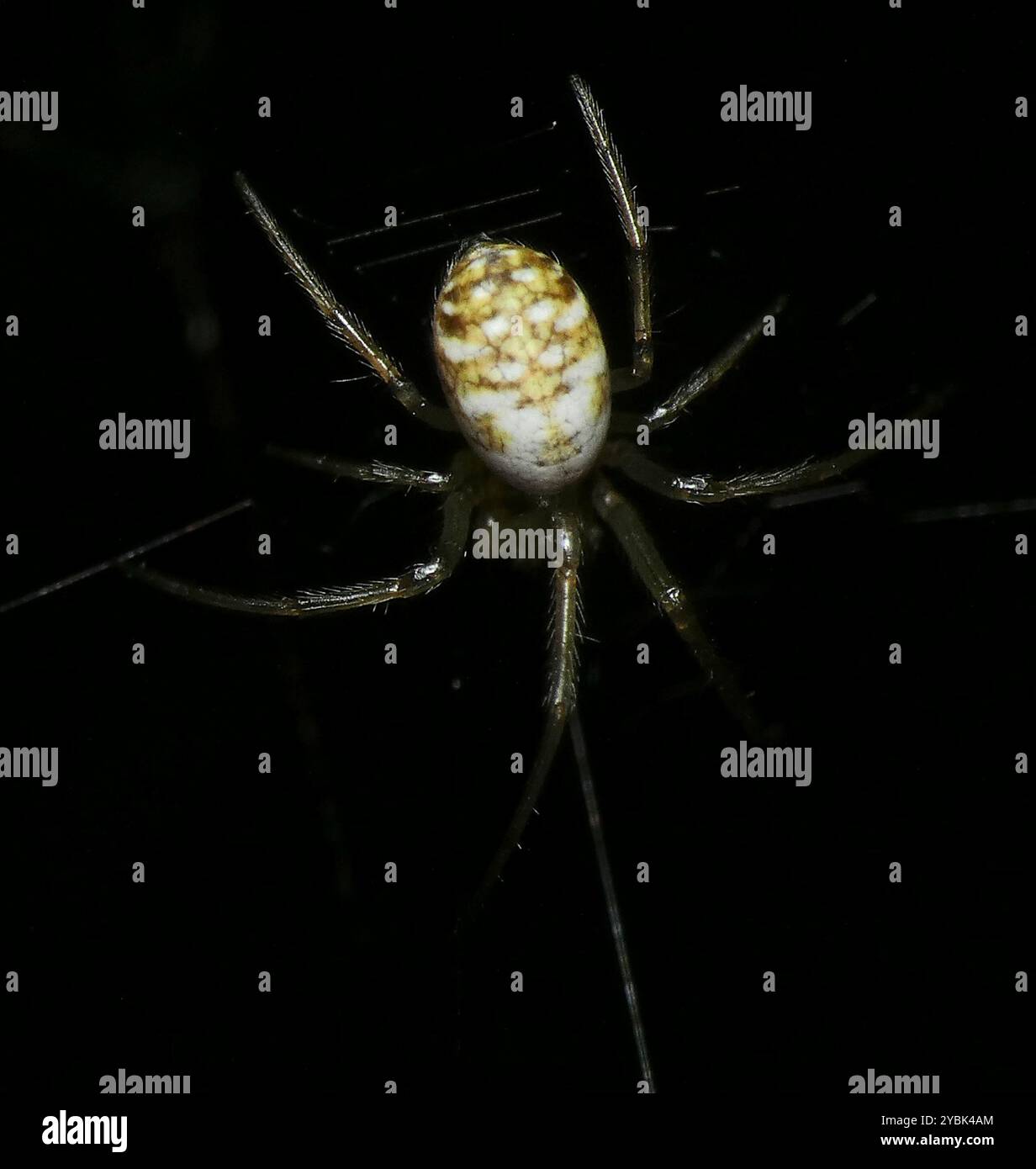 Spiders (Araneae) Arachnida Stock Photo - Alamy